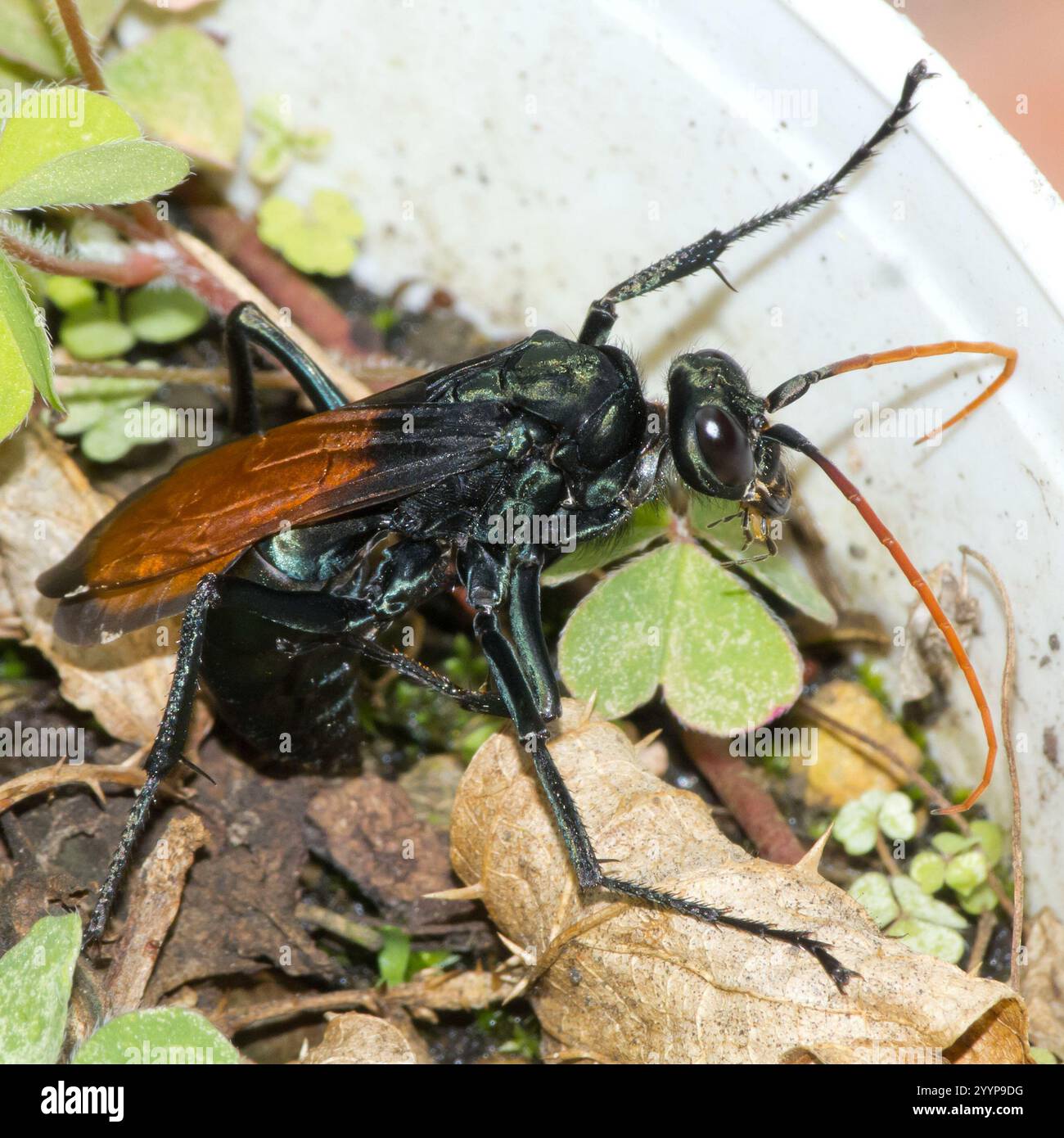 Tarantula-hawk Wasps and Allies (Pepsini Stock Photo - Alamy