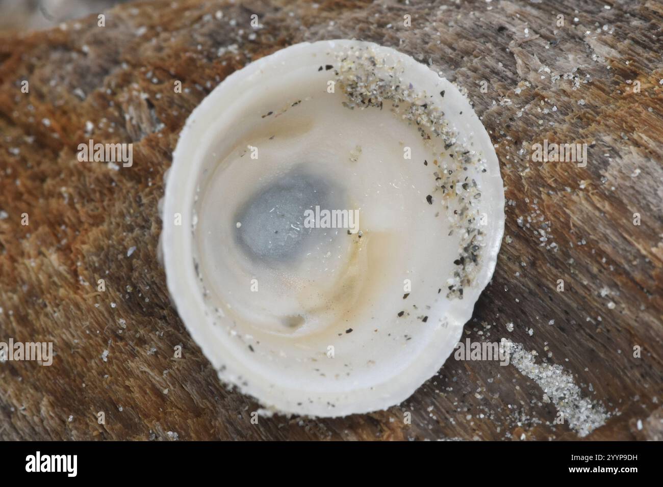 Whitecap Limpet (Acmaea mitra Stock Photo - Alamy
