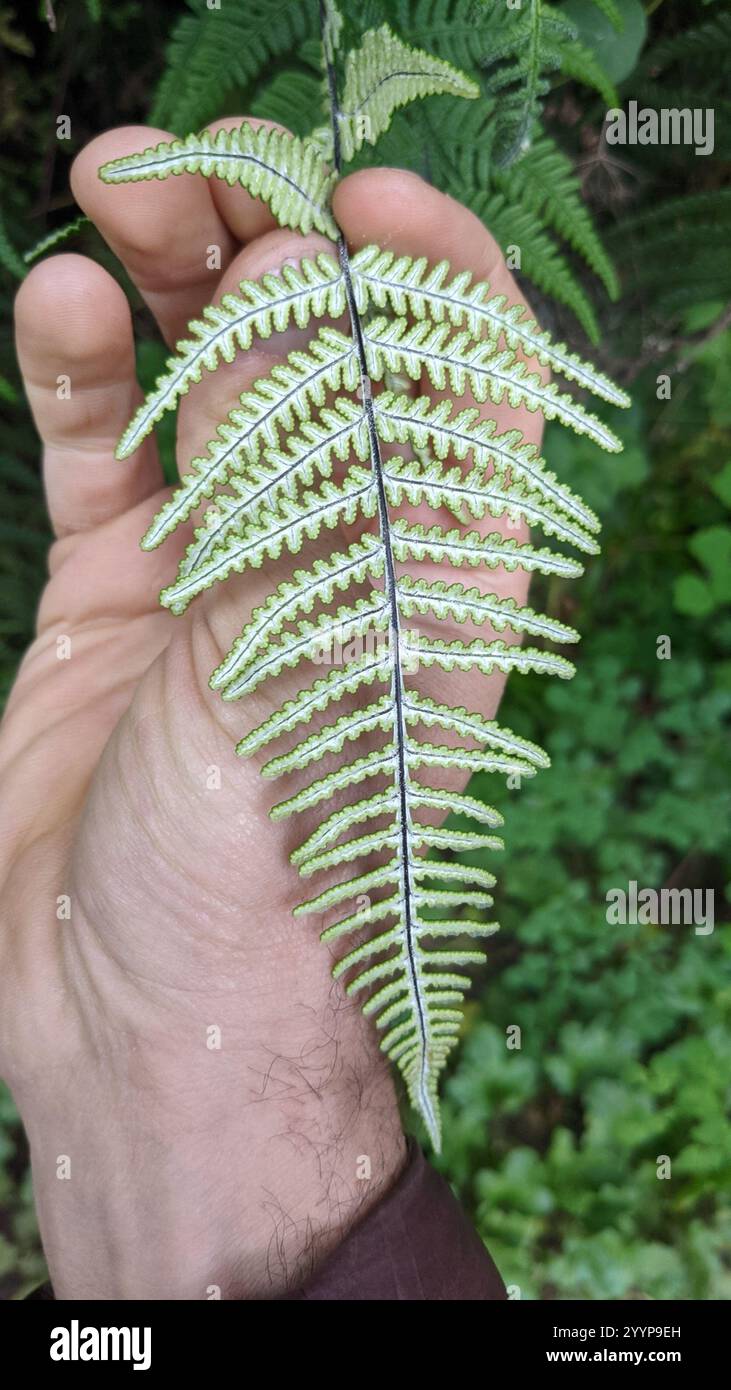 brake family (Pteridaceae Stock Photo - Alamy