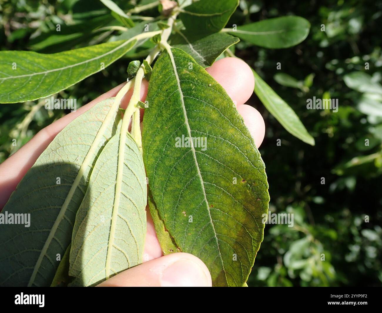 Rusty Willow (Salix atrocinerea Stock Photo - Alamy