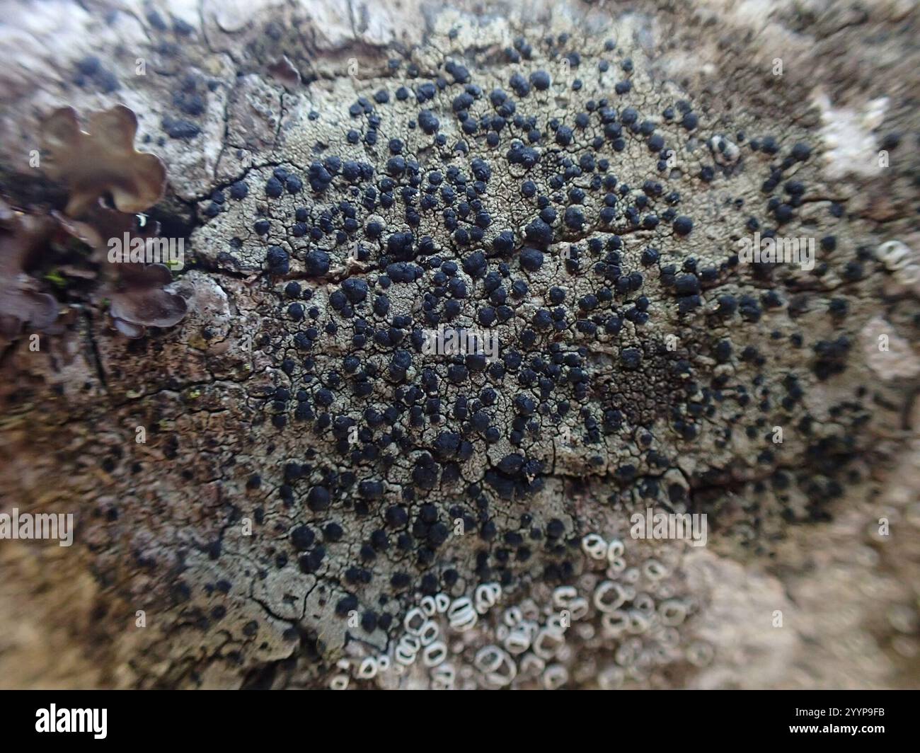 Boreal Button Lichen (Buellia disciformis Stock Photo - Alamy