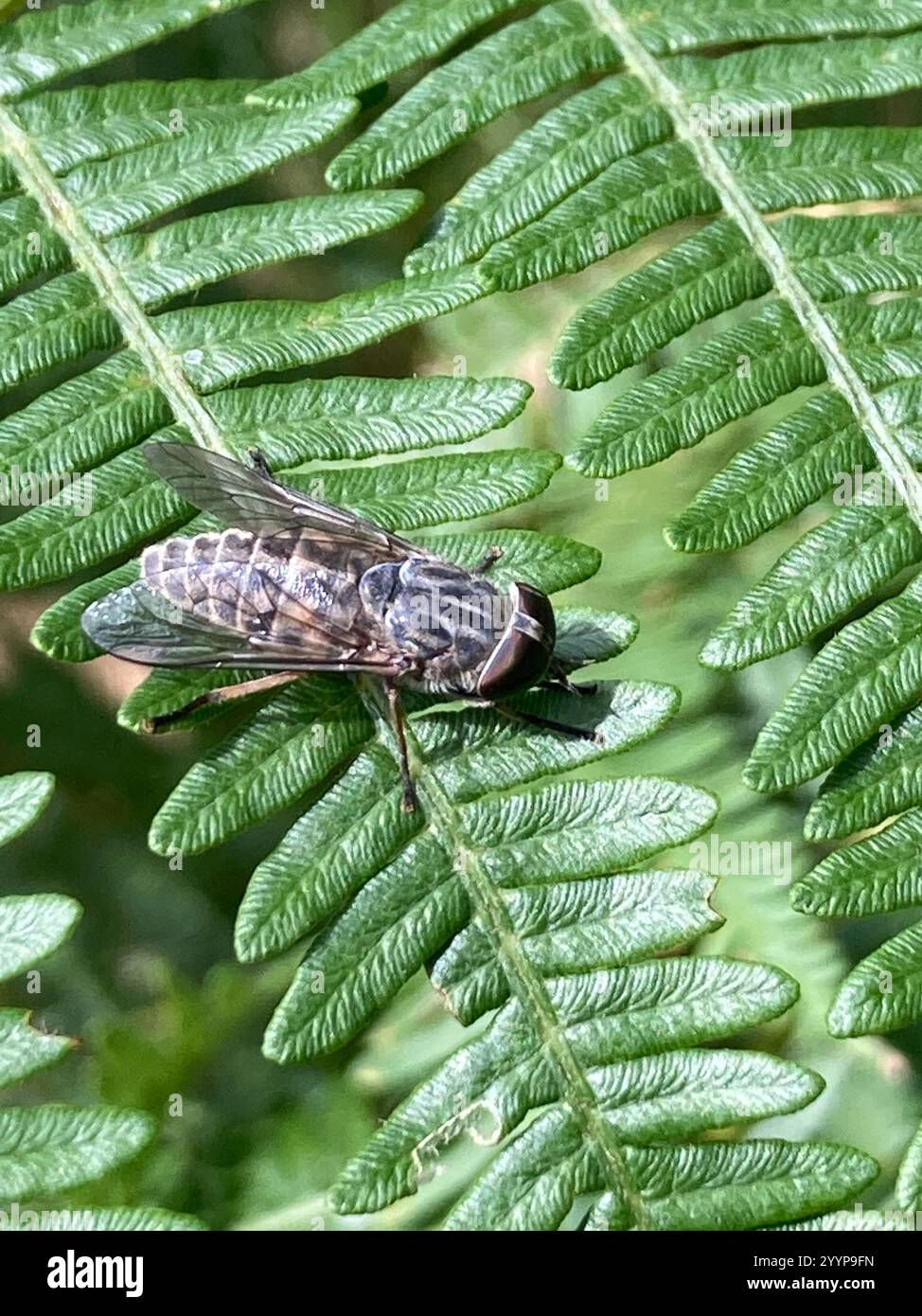 Dark Giant Horse Fly (Tabanus sudeticus Stock Photo - Alamy