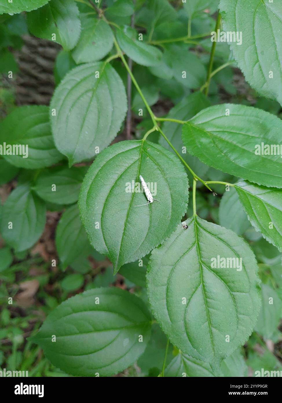 Spindle Ermine Moth (Yponomeuta cagnagella Stock Photo - Alamy