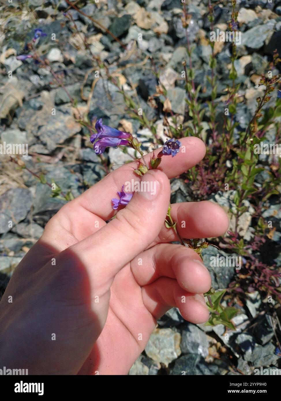 Short Stalk Penstemon (Penstemon parvulus Stock Photo - Alamy