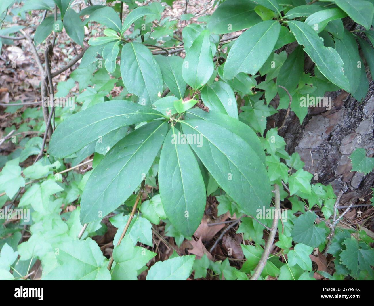 Sweetleaf (Symplocos tinctoria Stock Photo - Alamy