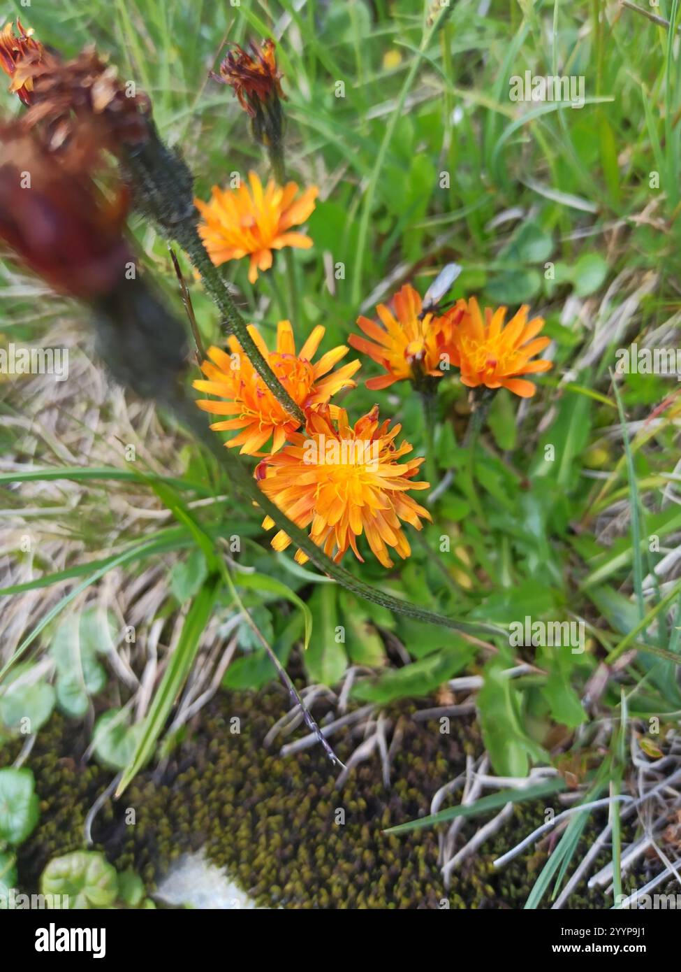 Golden Hawksbeard (Crepis aurea Stock Photo - Alamy