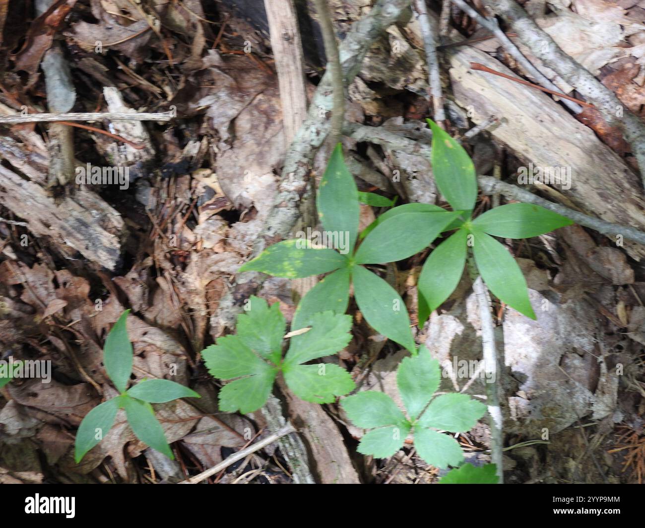 Cucumber Root (Medeola virginiana Stock Photo - Alamy