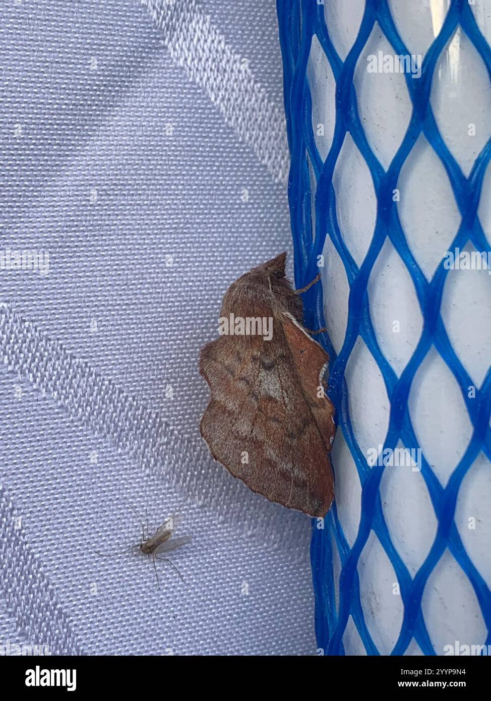 American Lappet Moth (Phyllodesma americana Stock Photo - Alamy