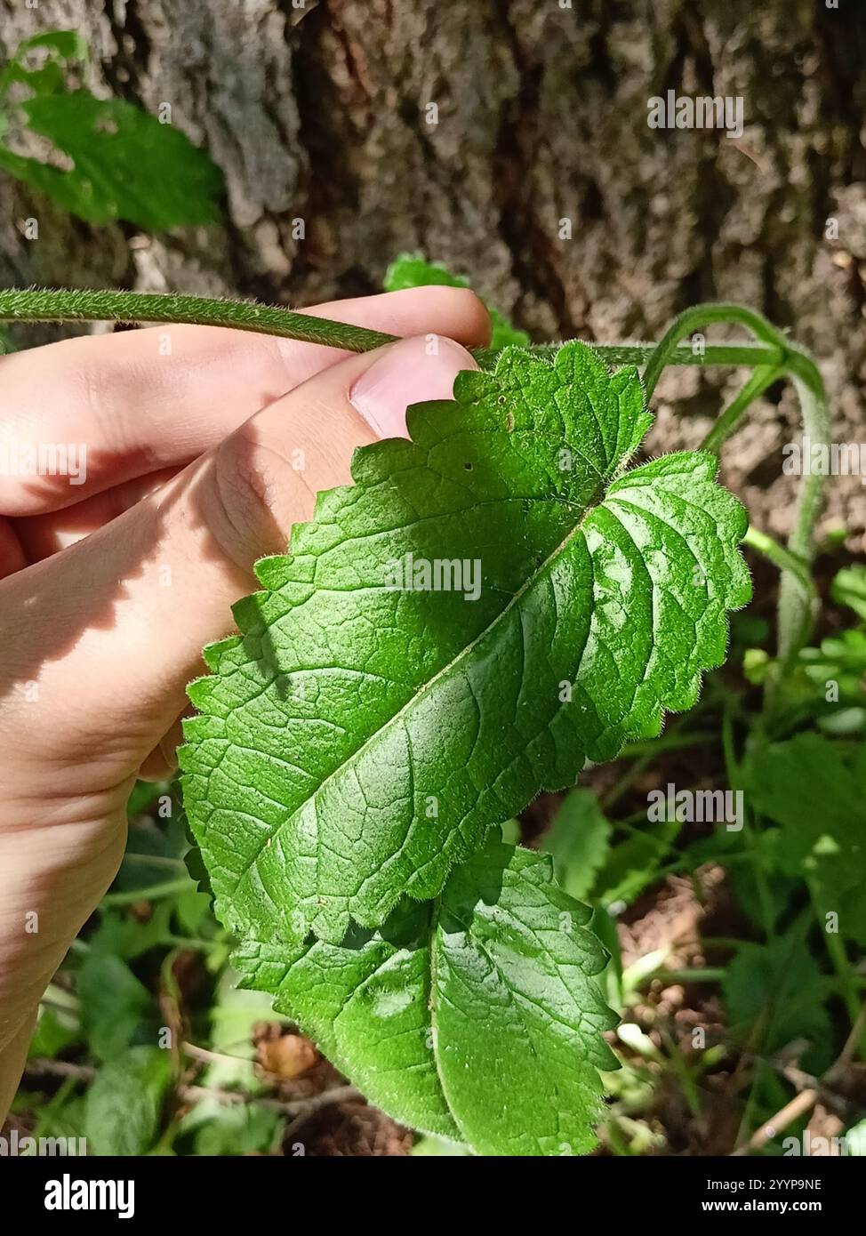 common hedge-nettle (Betonica officinalis Stock Photo - Alamy