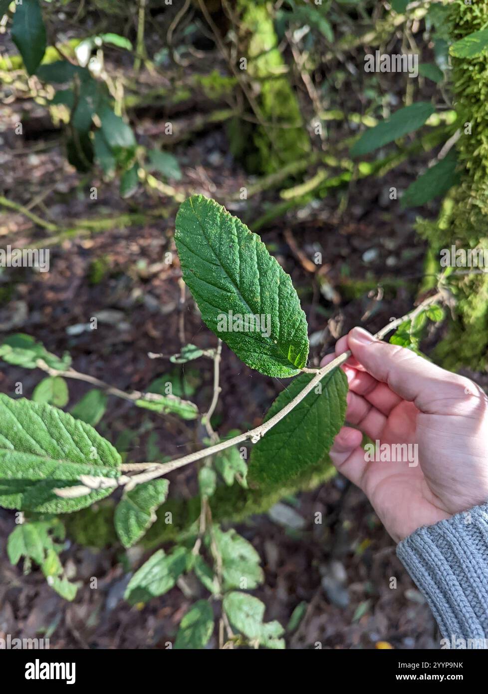 Tainui hi-res stock photography and images - Alamy