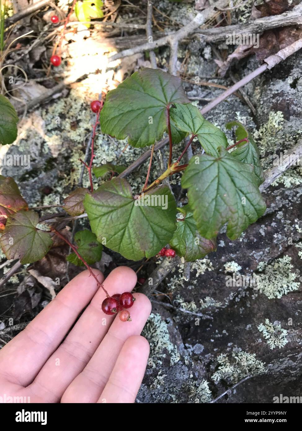 Ribes glandulosum hi-res stock photography and images - Alamy