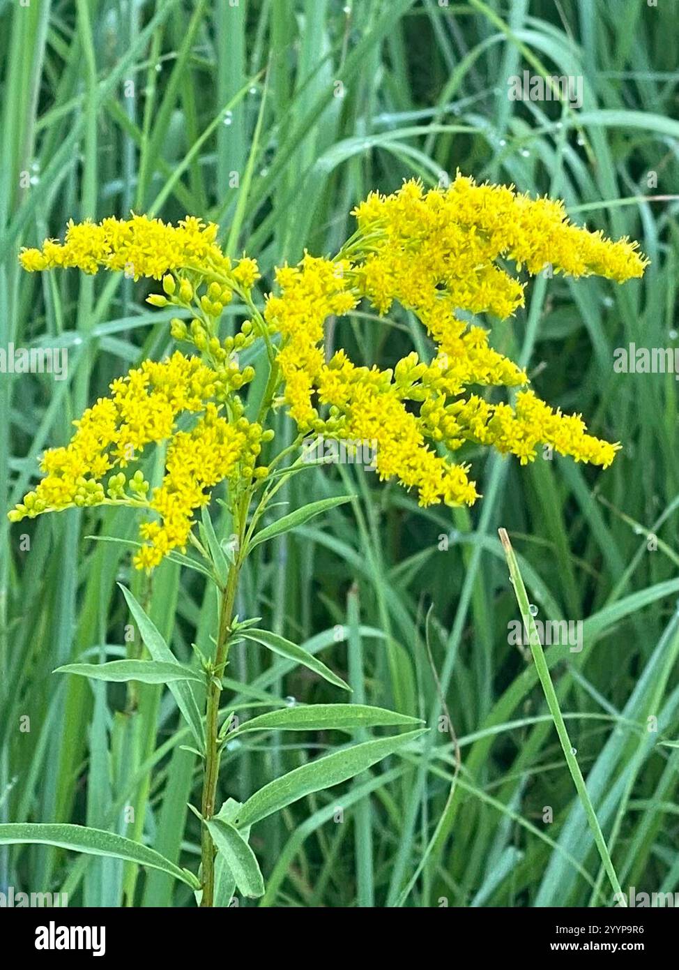 early goldenrod (Solidago juncea Stock Photo - Alamy