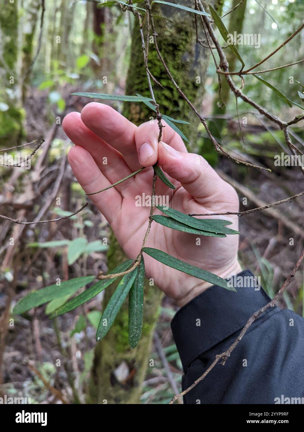 Banyalla (Pittosporum bicolor Stock Photo - Alamy