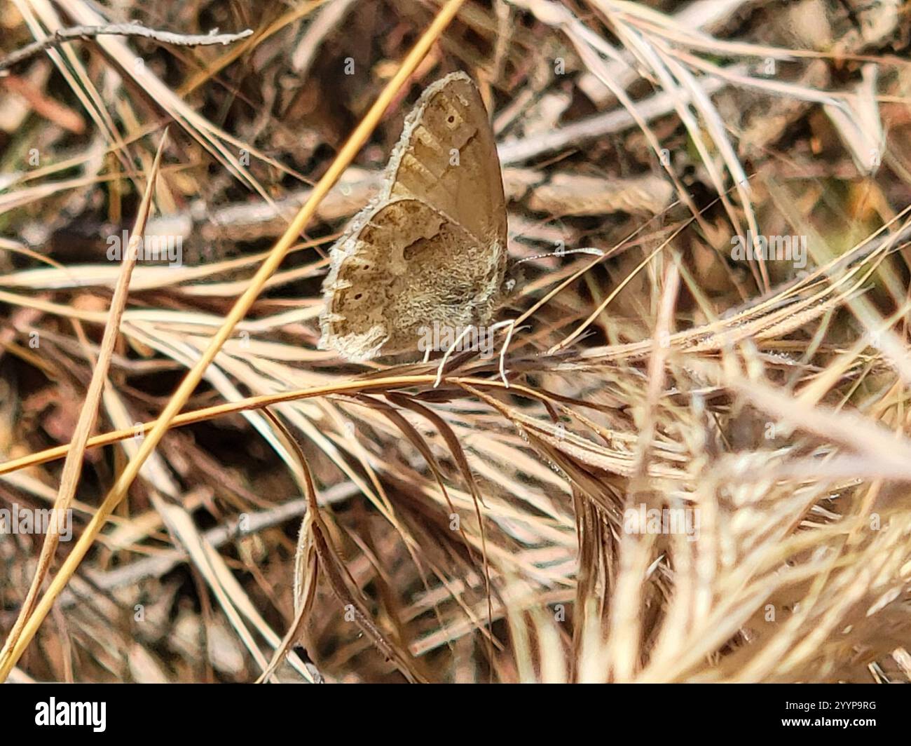 Common Ringlet (Coenonympha california Stock Photo - Alamy