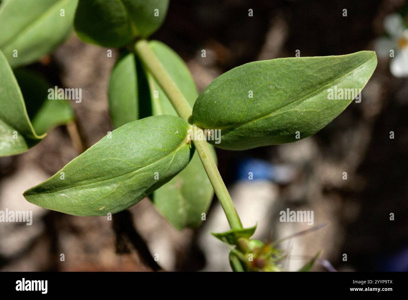 Wasatch penstemon hi-res stock photography and images - Alamy