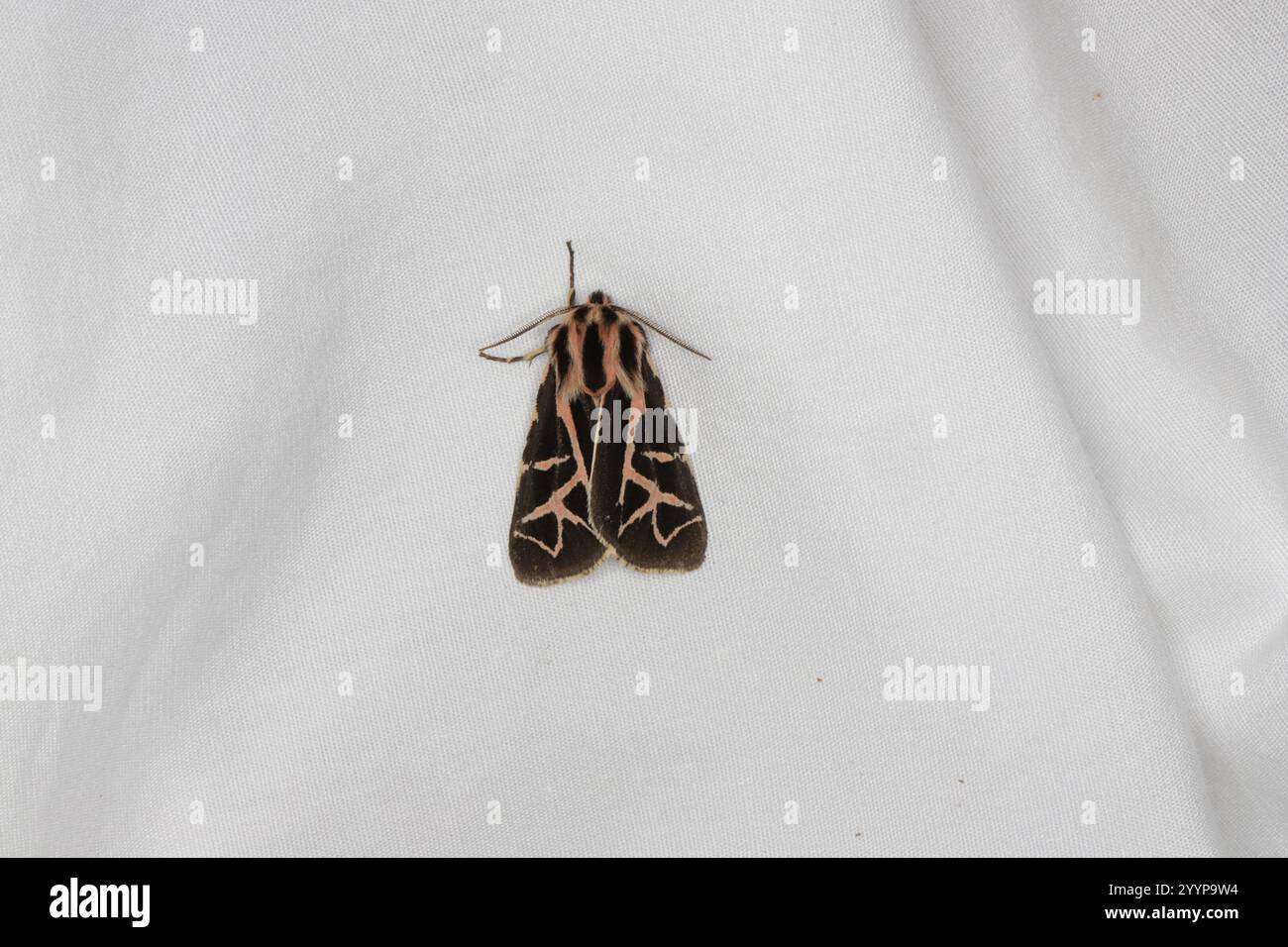 Williams' Tiger Moth (Apantesis williamsii Stock Photo - Alamy