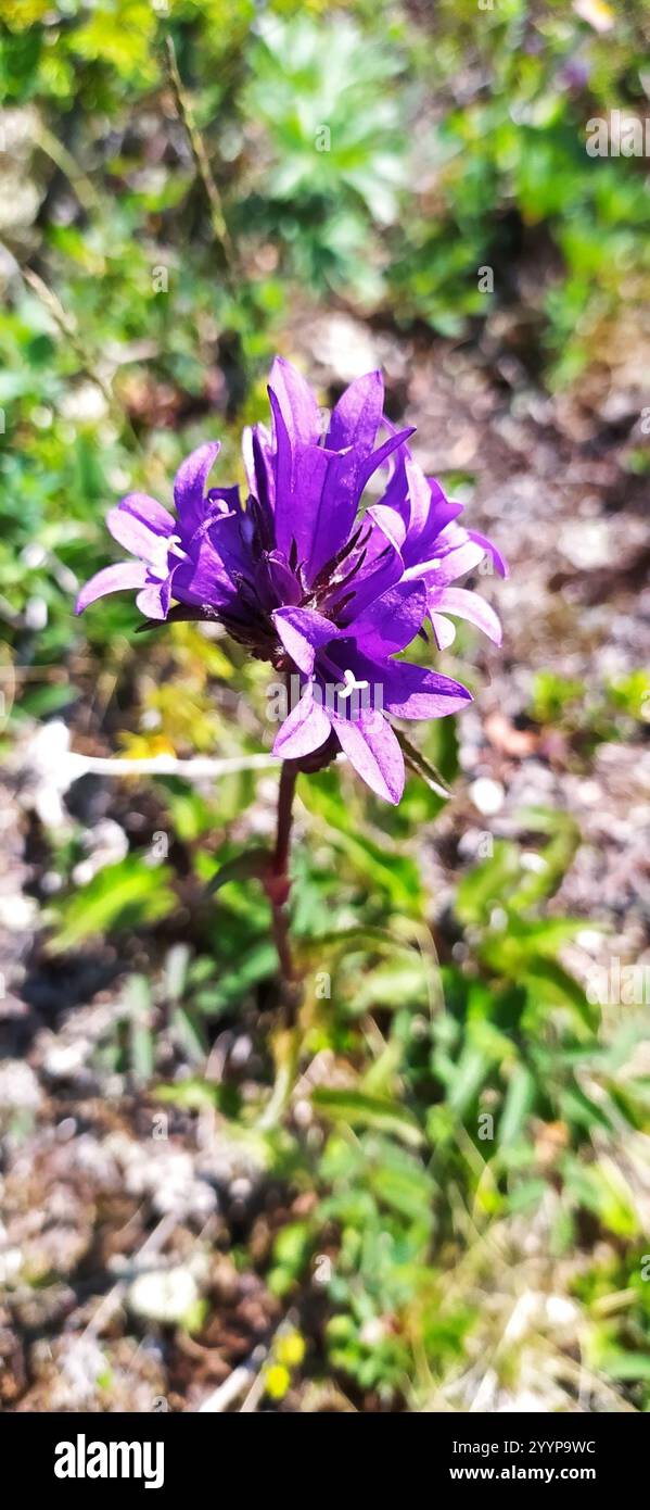 clustered bellflower (Campanula glomerata Stock Photo - Alamy