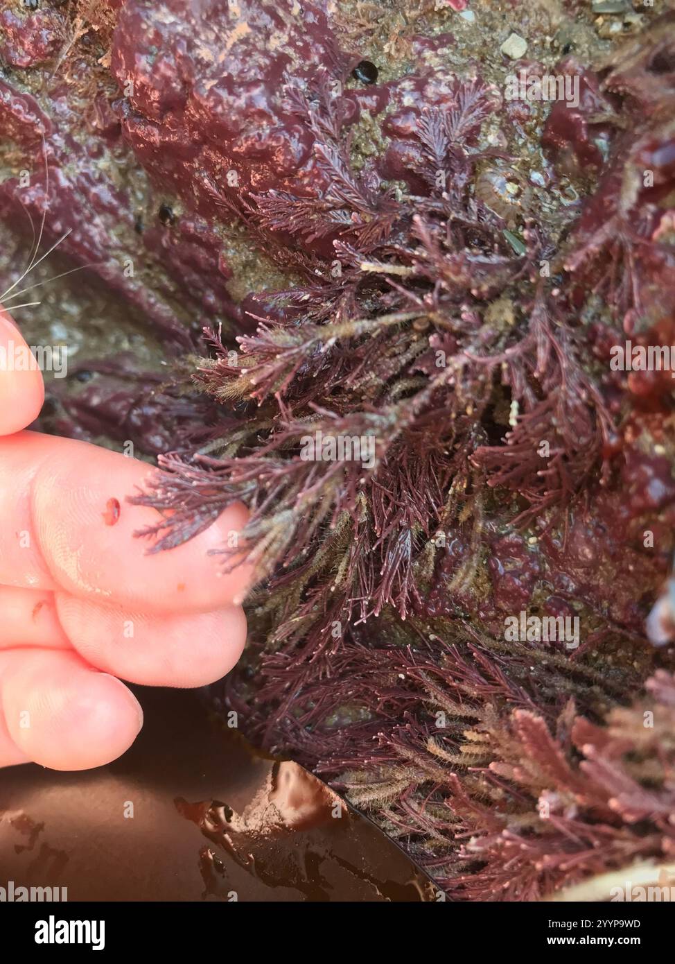 Red Jania (Jania rubens Stock Photo - Alamy