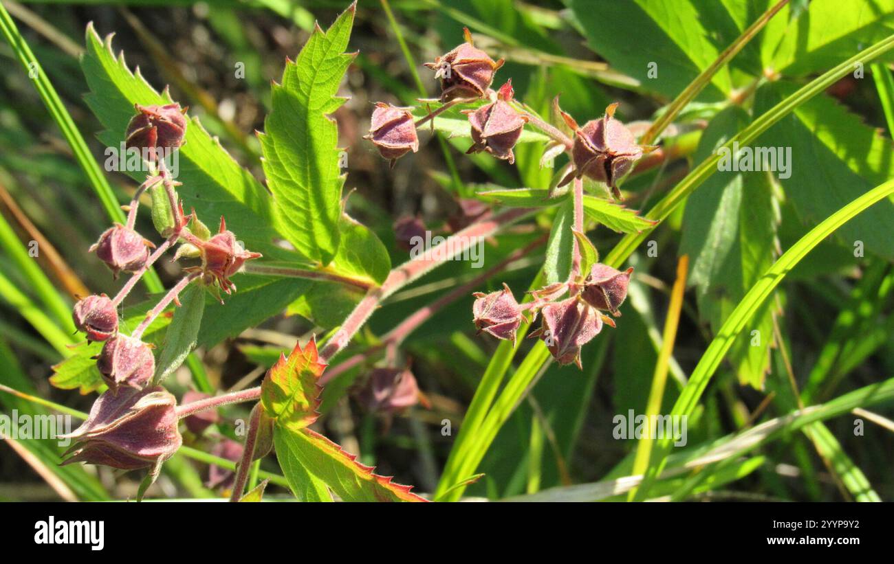 marsh cinquefoil (Comarum palustre Stock Photo - Alamy