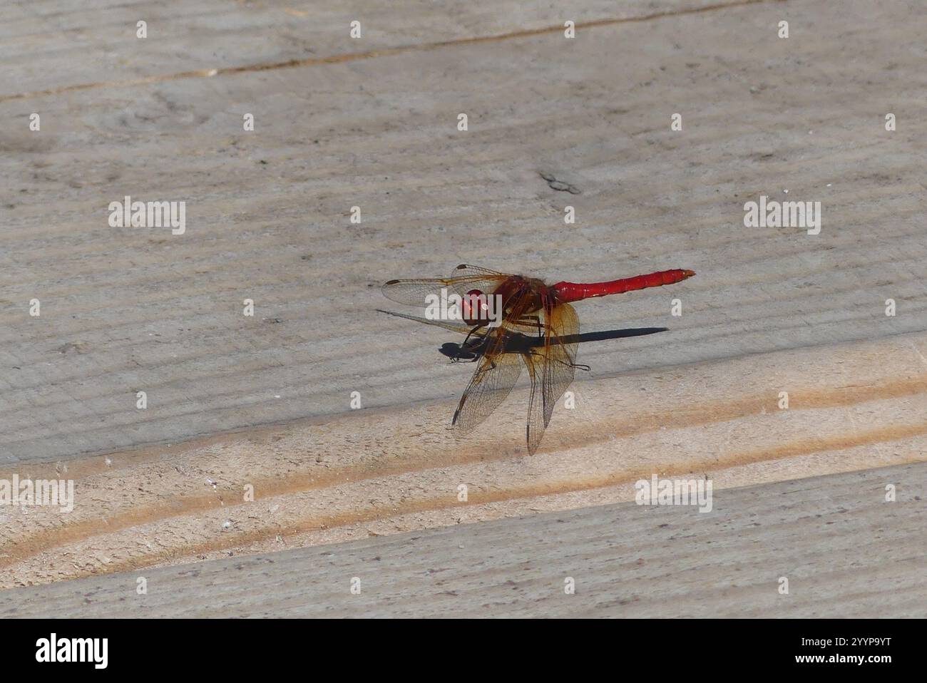 Illotum hi-res stock photography and images - Alamy