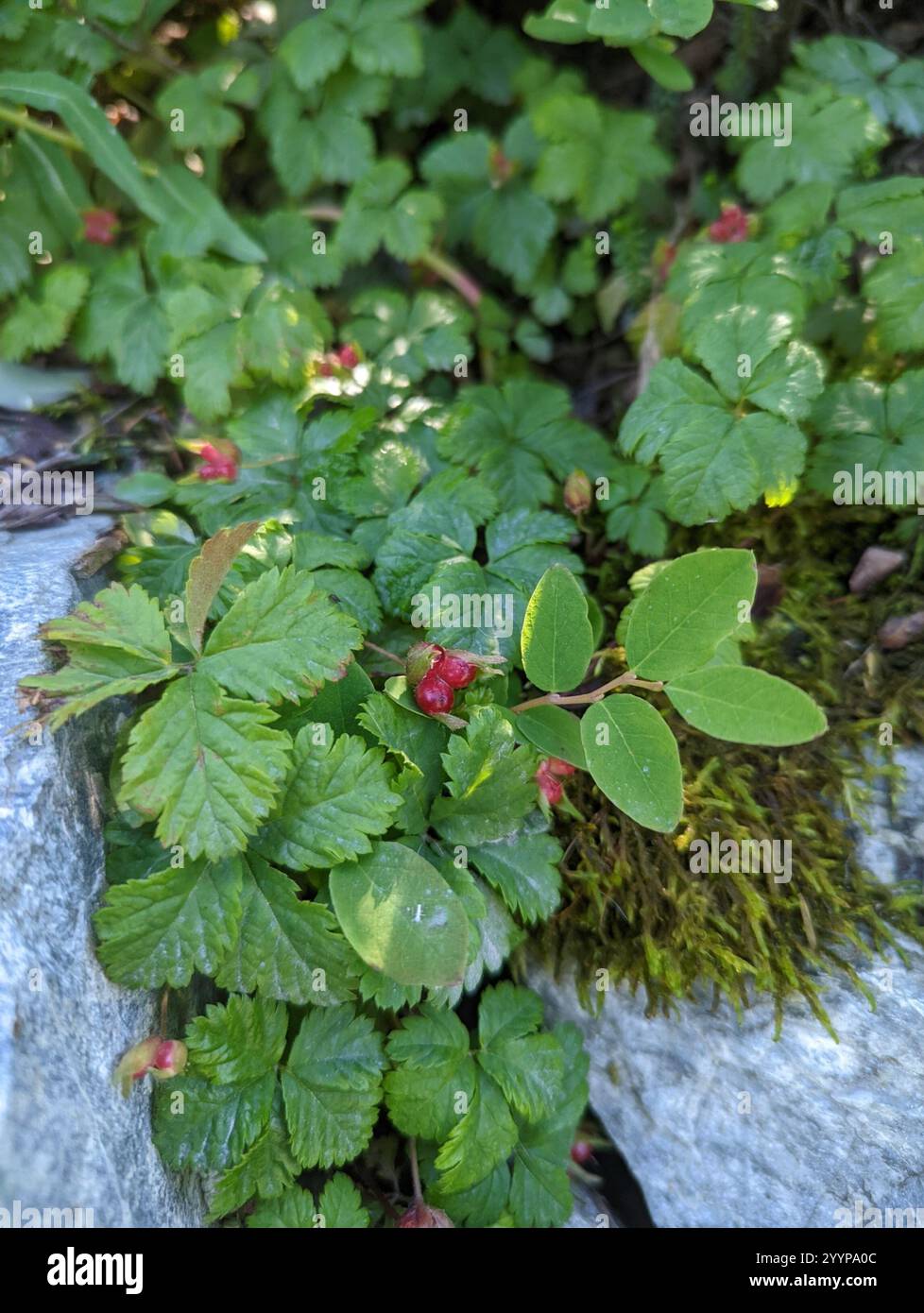 Five-leaf Dwarf Bramble (Rubus pedatus Stock Photo - Alamy