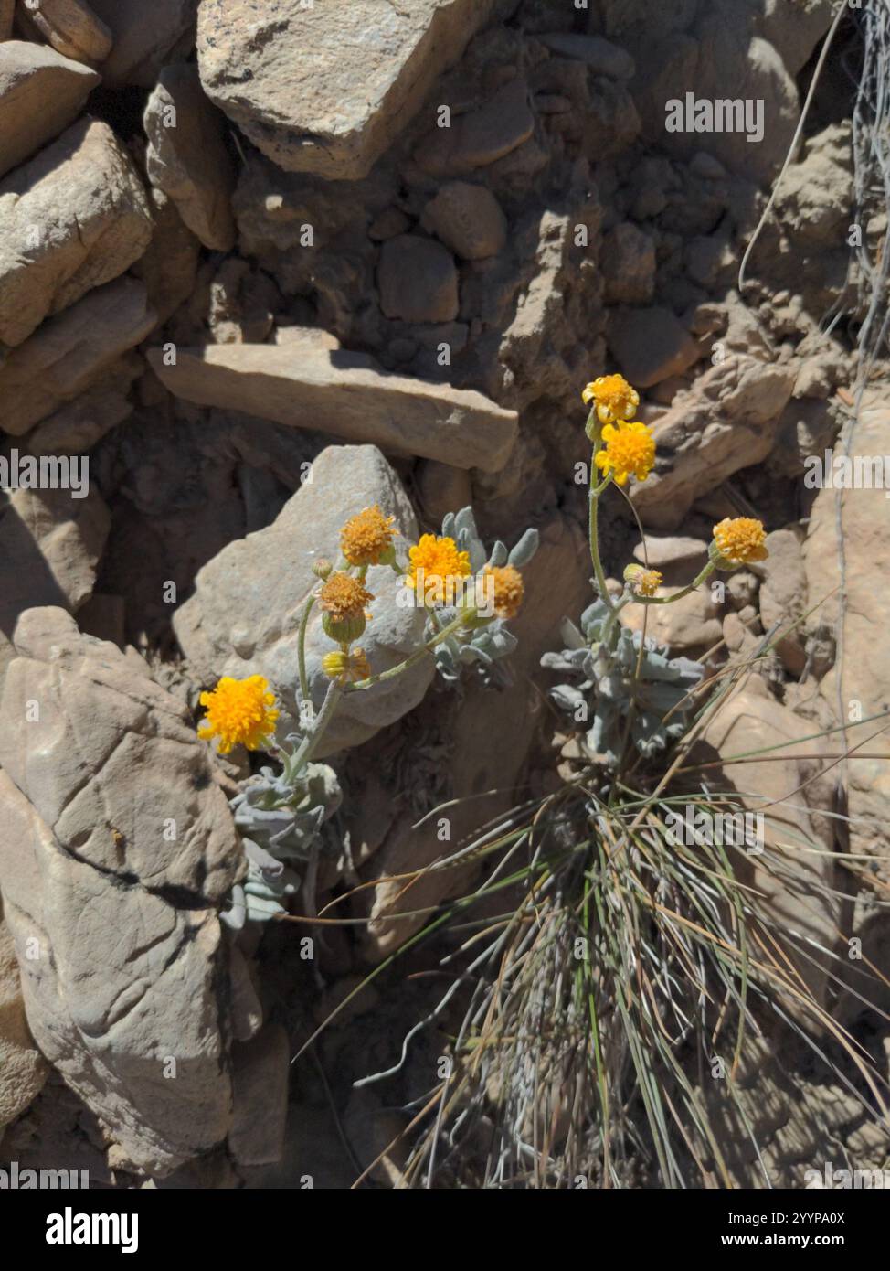woolly groundsel (Packera cana Stock Photo - Alamy