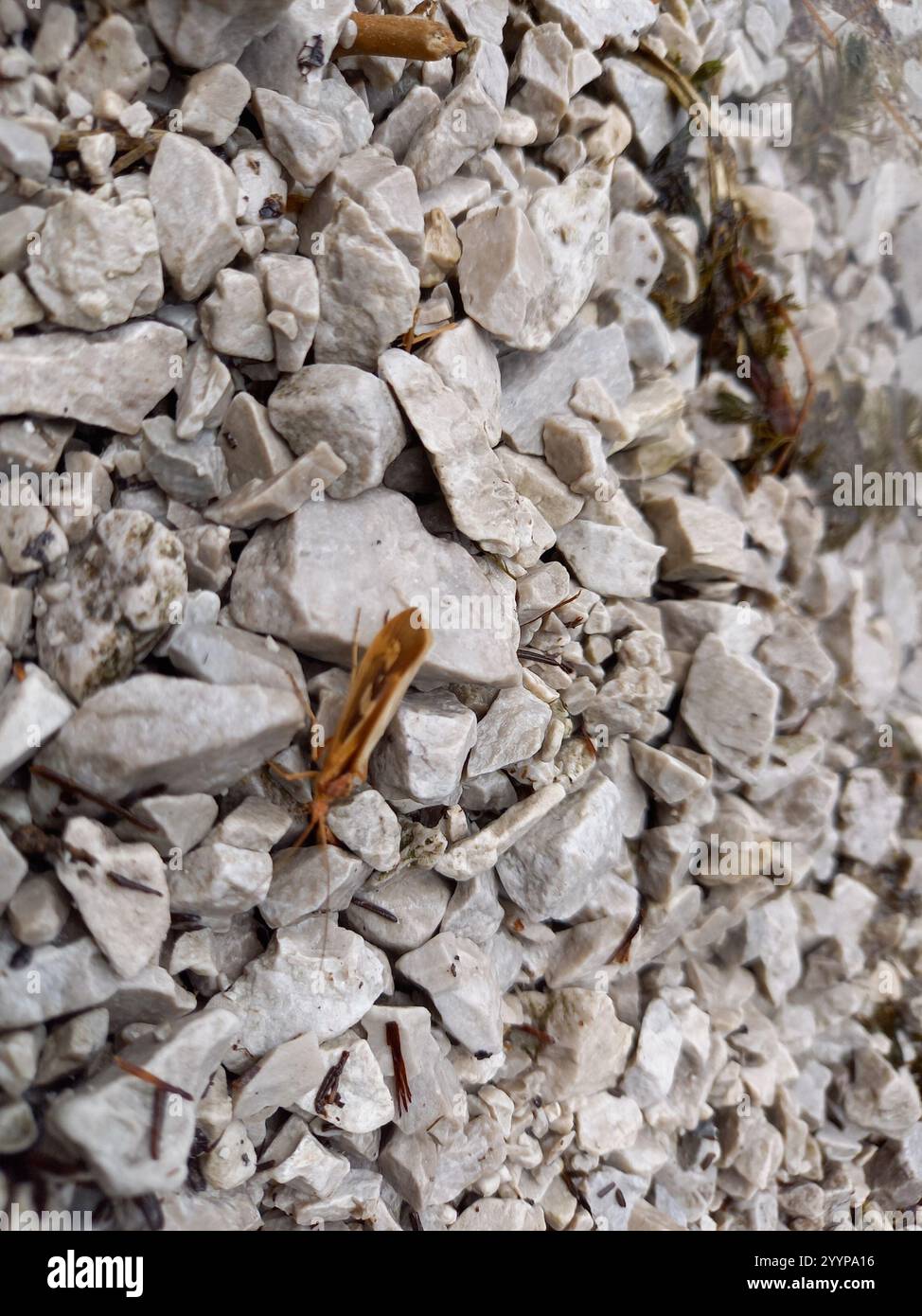 Limnephilus rhombicus hi-res stock photography and images - Alamy