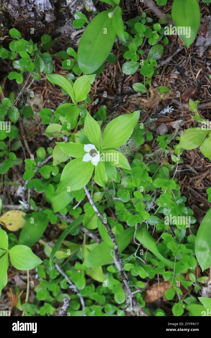 Western Bunchberry (Cornus unalaschkensis Stock Photo - Alamy