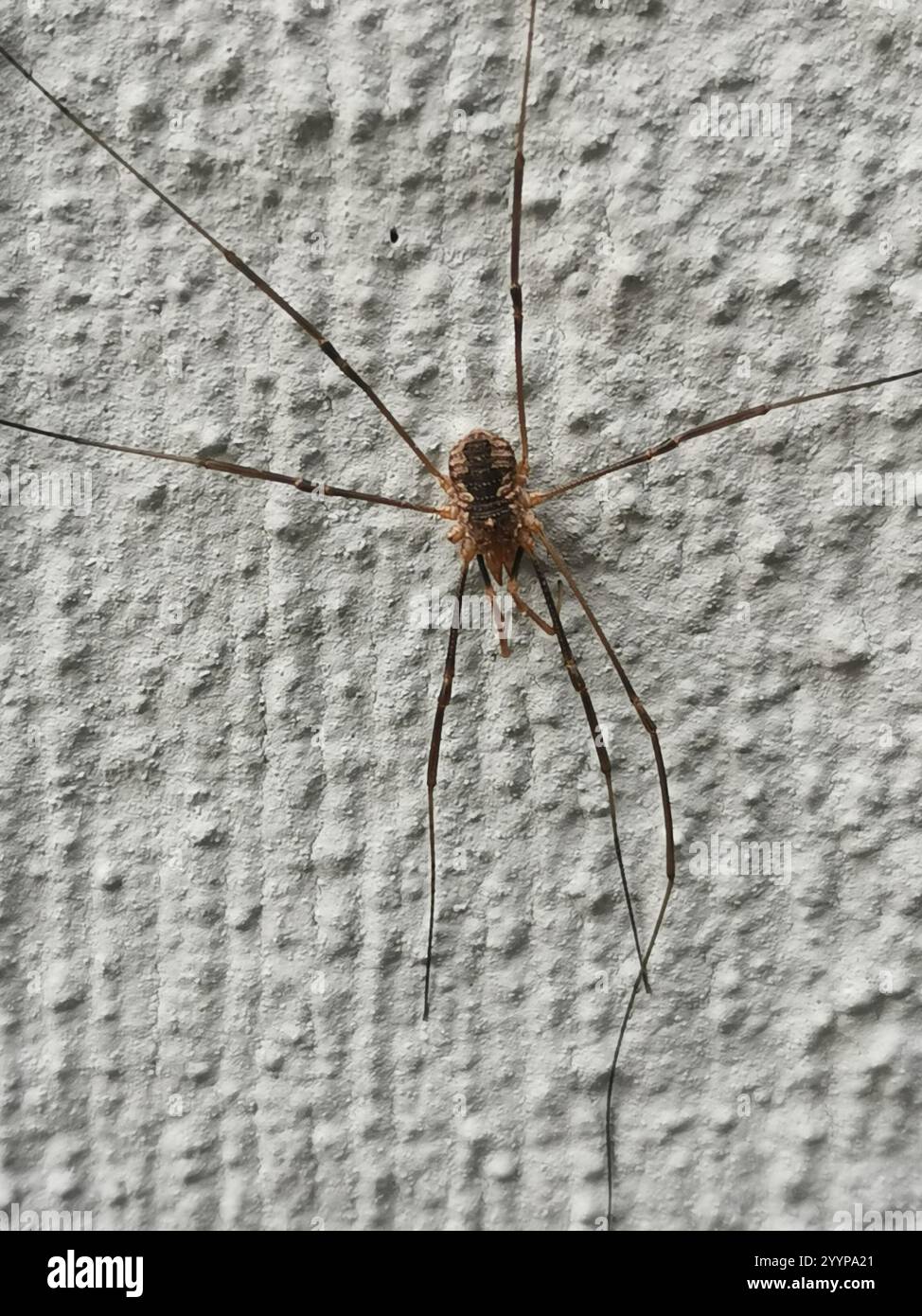 European Harvestman (Phalangium opilio Stock Photo - Alamy