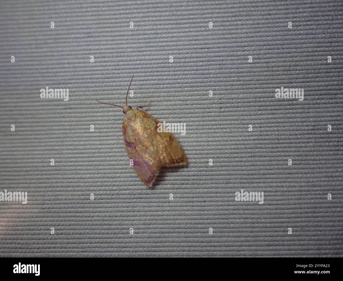 Red-edged Acleris Moth (Acleris albicomana Stock Photo - Alamy