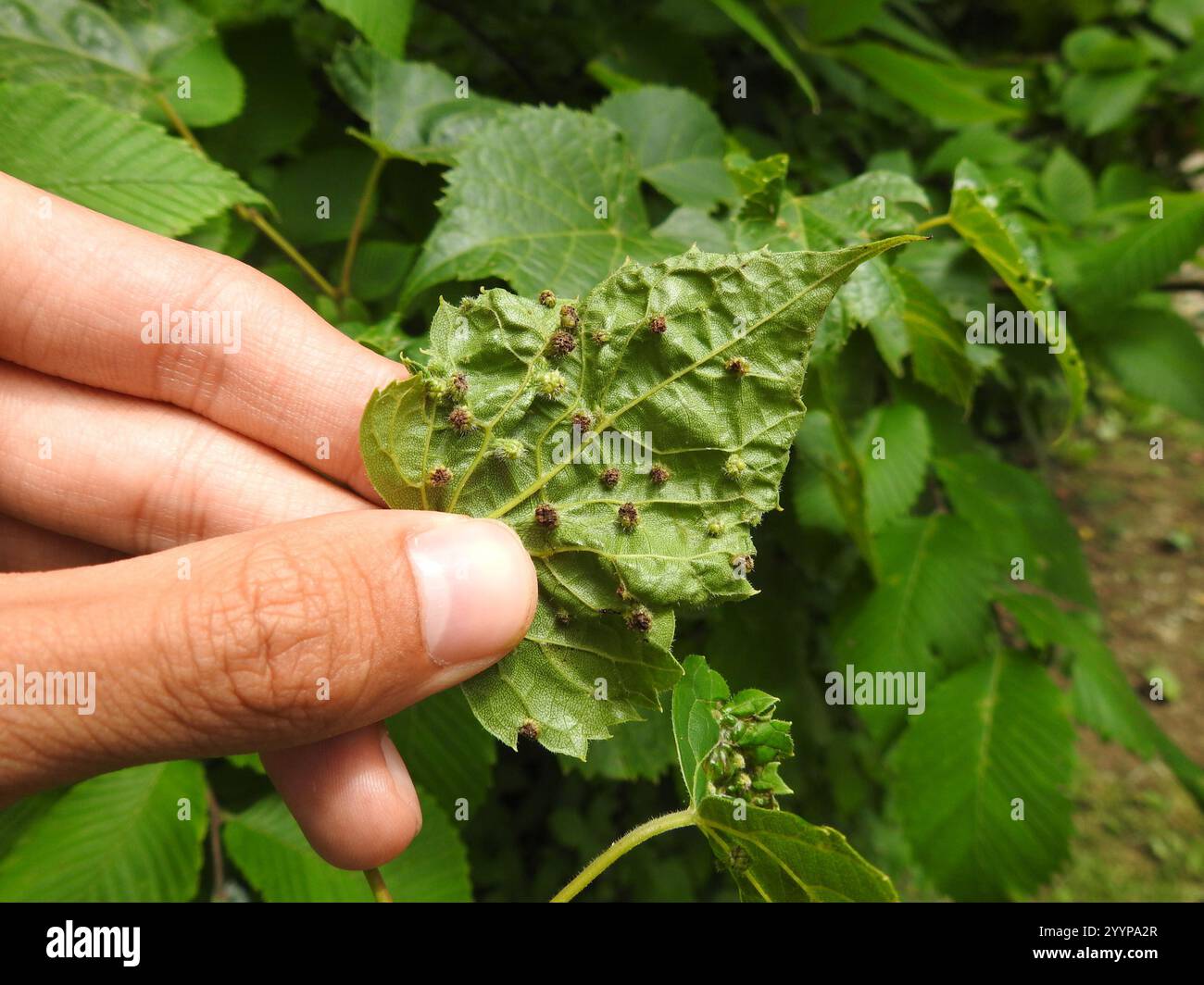 Grape Phylloxera (Daktulosphaira vitifoliae Stock Photo - Alamy