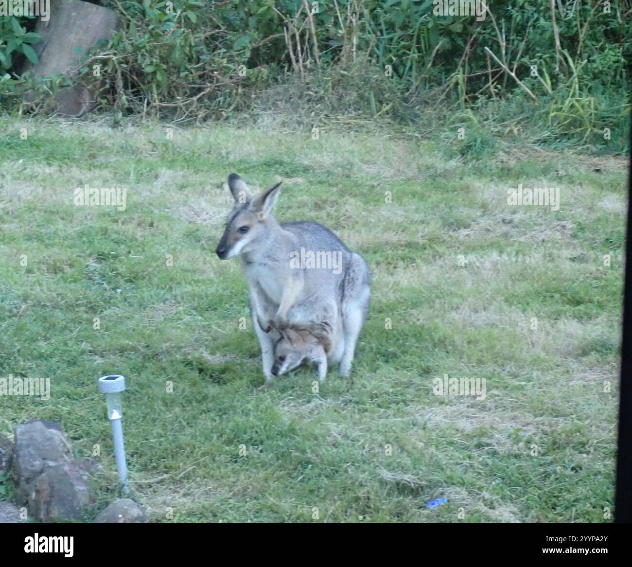 Red-necked Wallaby (Notamacropus rufogriseus Stock Photo - Alamy