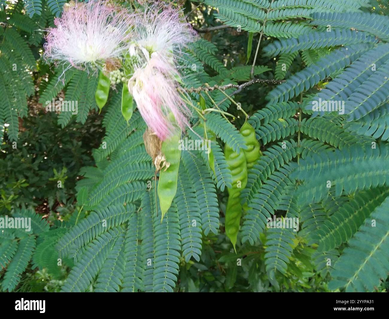 Persian silk tree (Albizia julibrissin Stock Photo - Alamy