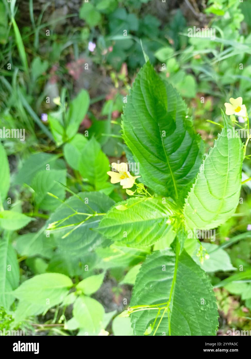 small balsam (Impatiens parviflora Stock Photo - Alamy