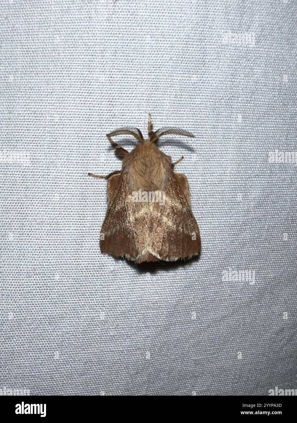 Eastern Tent Caterpillar Moth (Malacosoma americana Stock Photo - Alamy