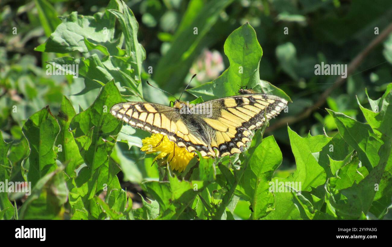 Old World Swallowtail (Papilio machaon Stock Photo - Alamy