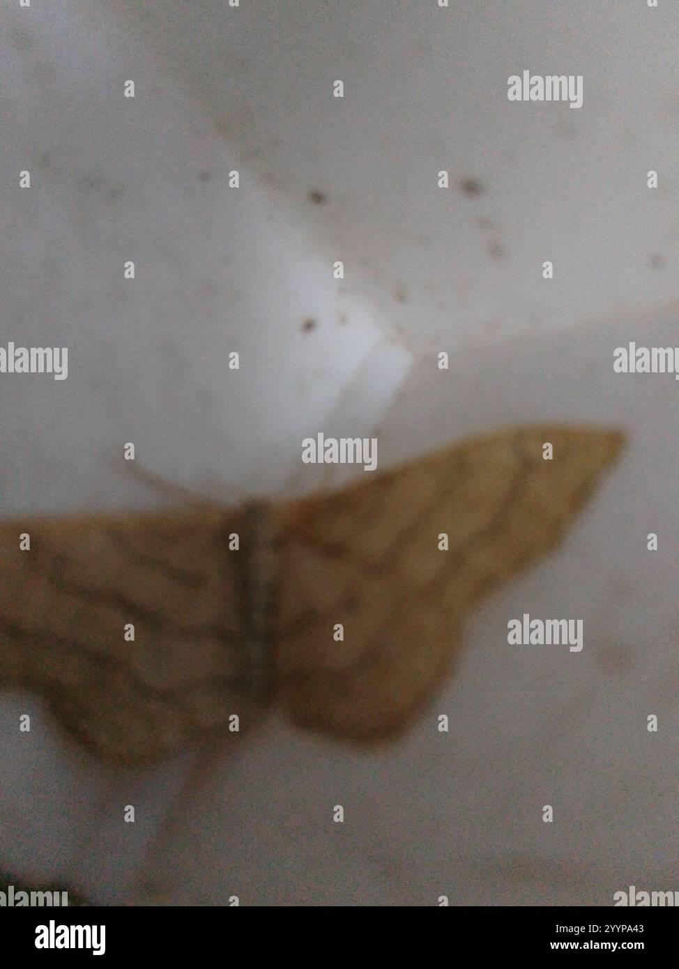 Riband Wave (Idaea aversata Stock Photo - Alamy