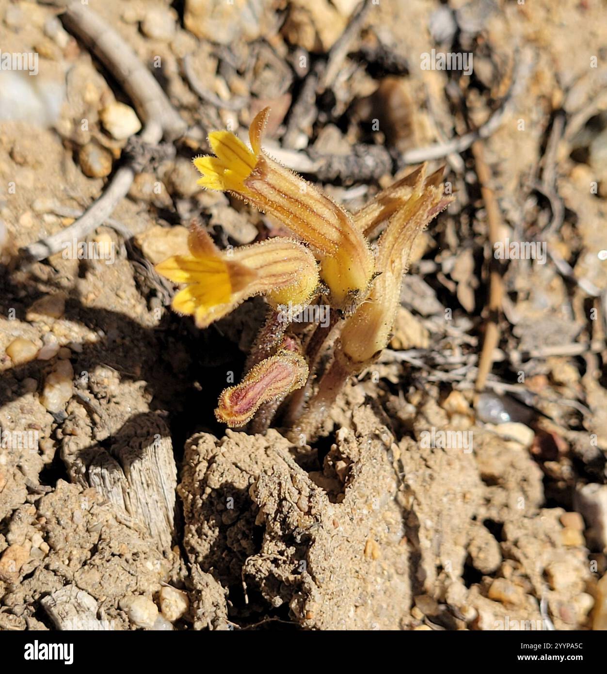 yellow clustered broomrape (Aphyllon franciscanum Stock Photo - Alamy