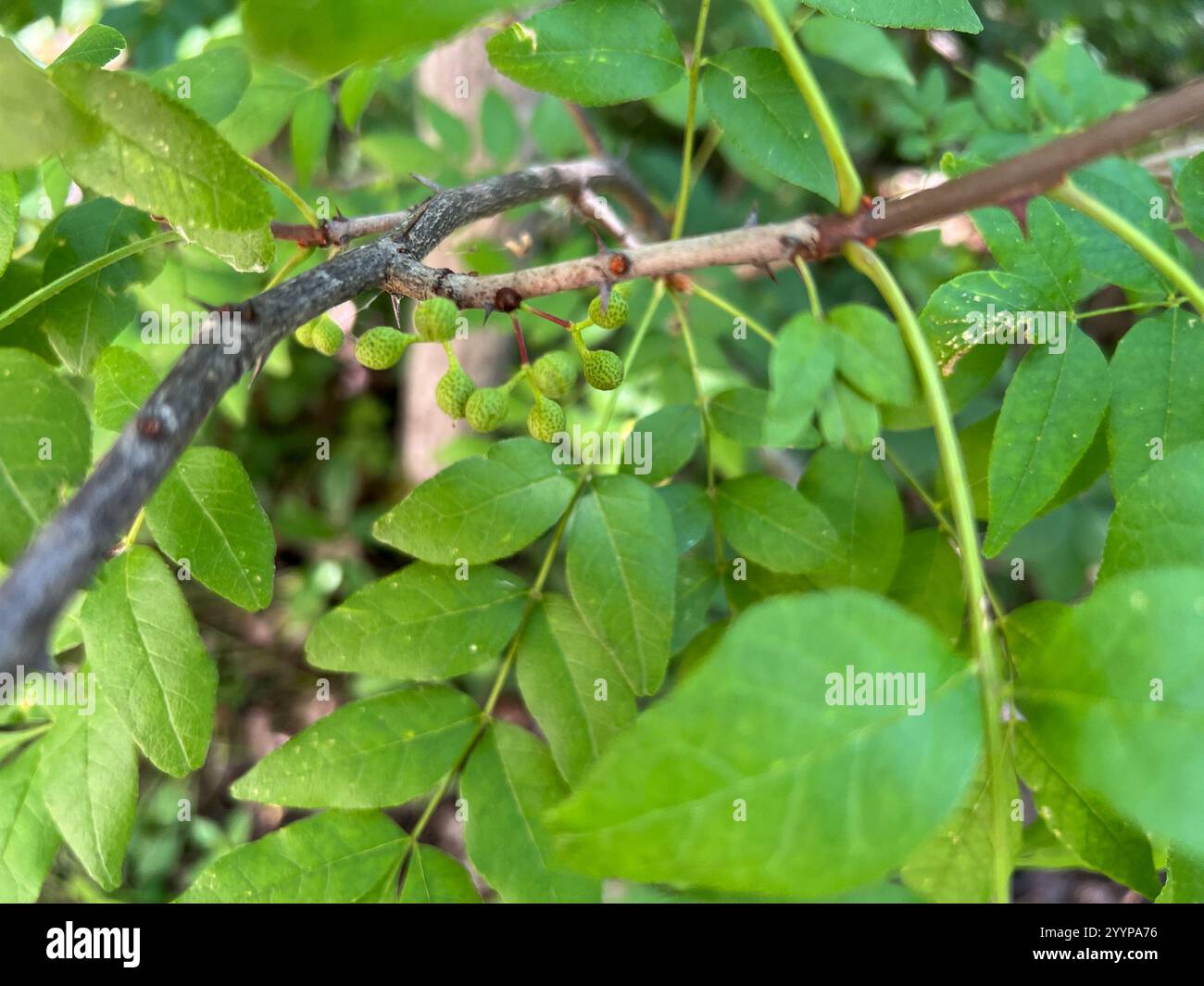 common prickly ash (Zanthoxylum americanum Stock Photo - Alamy