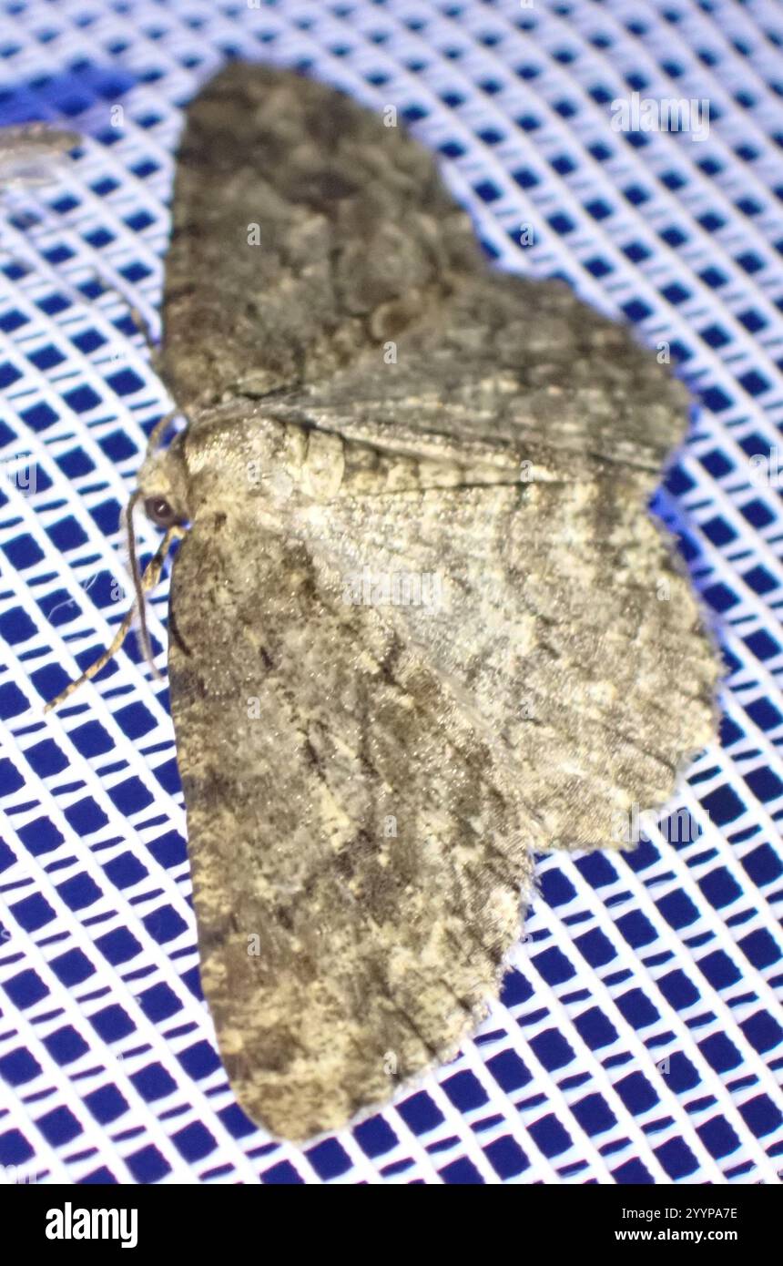 Small Engrailed (Ectropis crepuscularia Stock Photo - Alamy