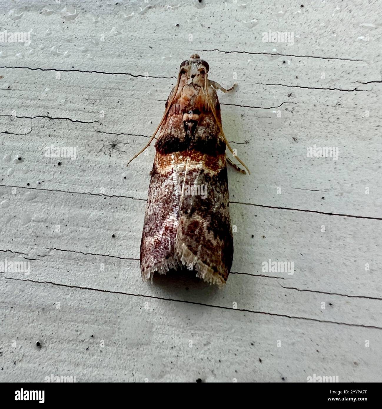 Hickory Leafstem Borer Moth (Acrobasis angusella Stock Photo - Alamy