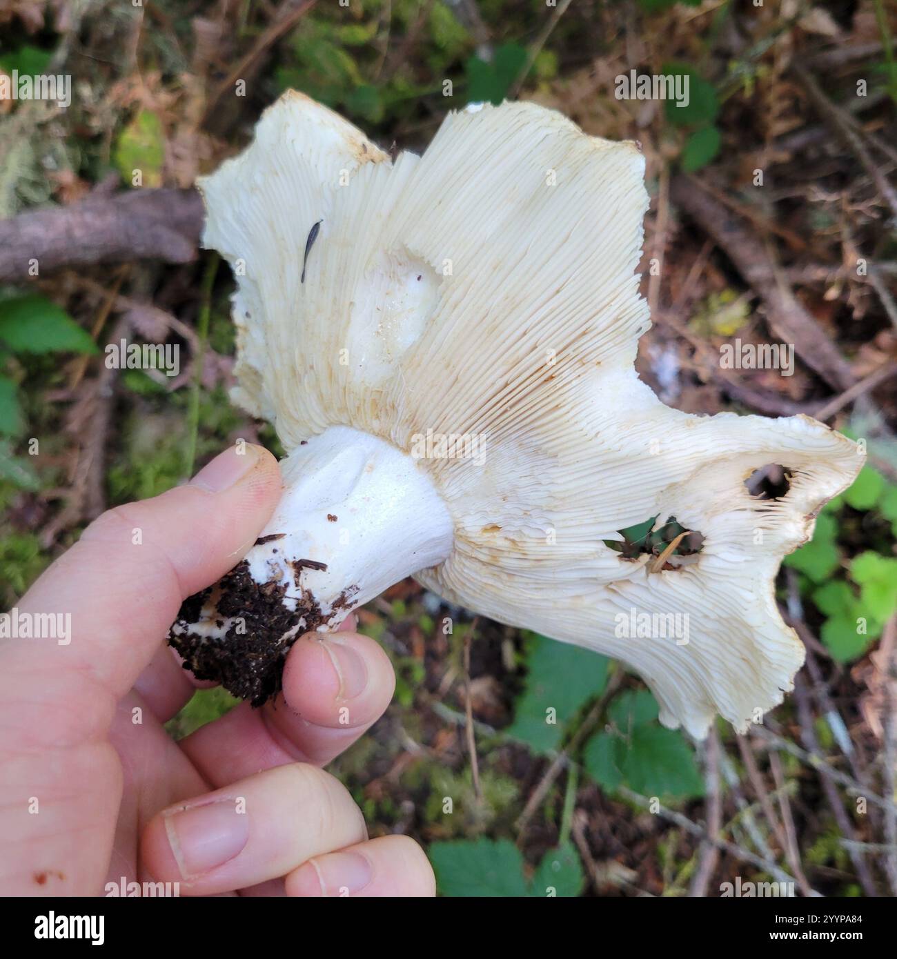 Short-stemmed Russula (Russula brevipes Stock Photo - Alamy
