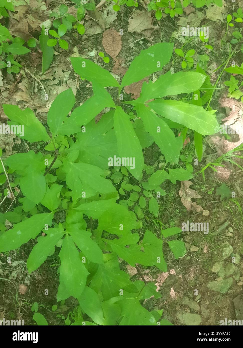 three-leaved rattlesnake root (Nabalus trifoliolatus Stock Photo - Alamy