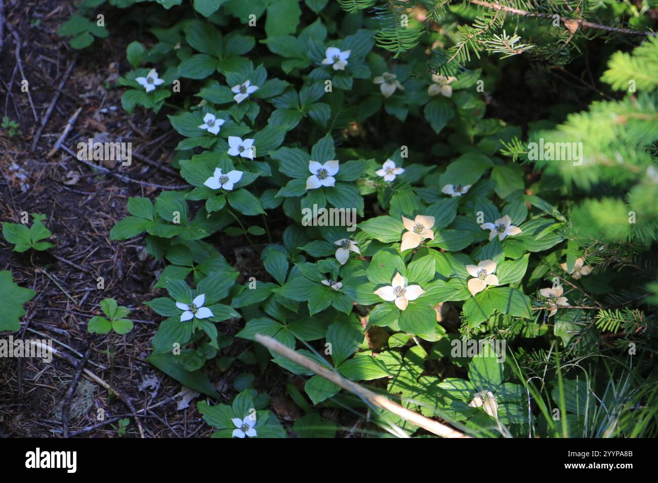 Western Bunchberry (Cornus unalaschkensis Stock Photo - Alamy
