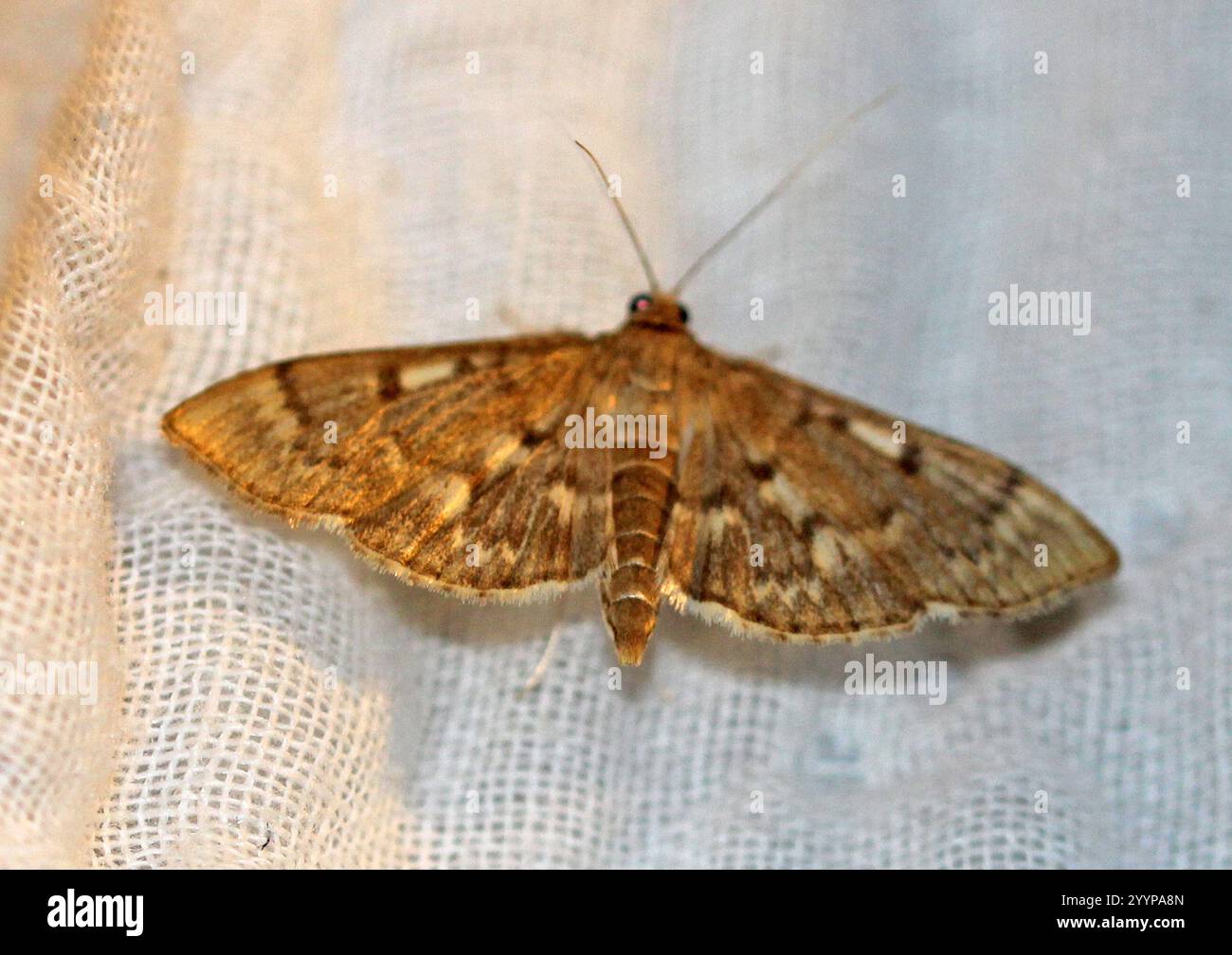 Serpentine Webworm Moth (Herpetogramma aeglealis Stock Photo - Alamy