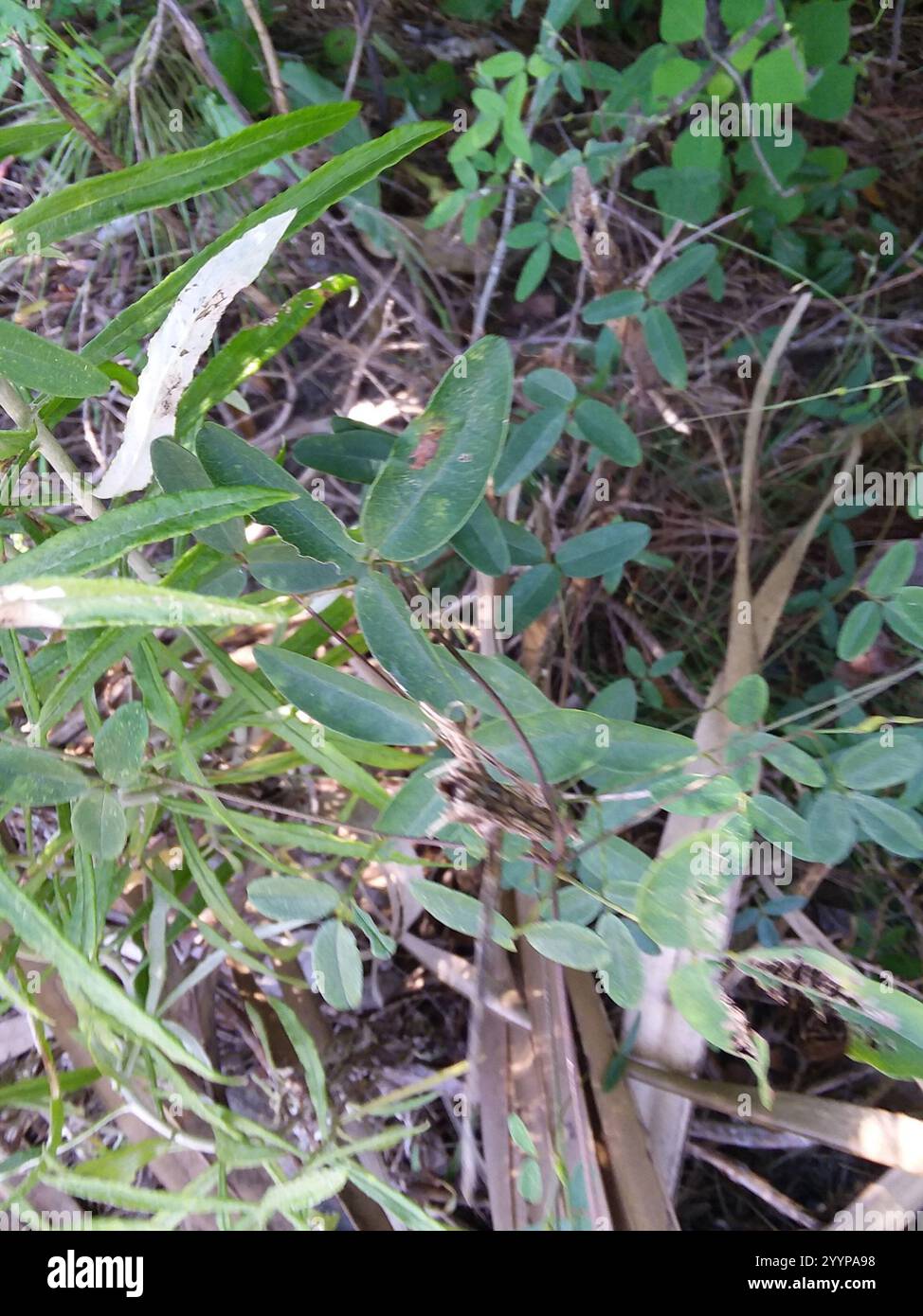 eastern milk-pea (Galactia regularis Stock Photo - Alamy