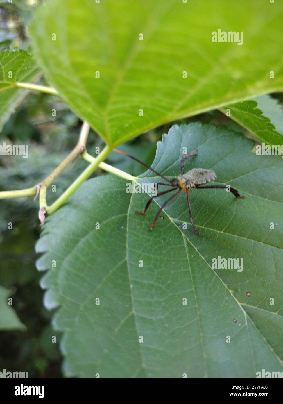 Spine-headed Bugs (Acanthocephala Stock Photo - Alamy