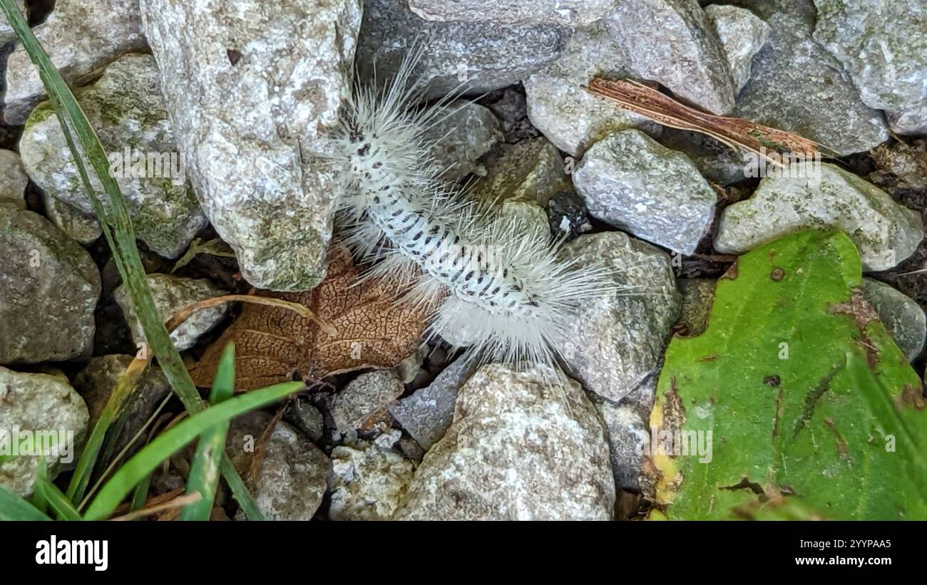 Hickory tussock moth hi-res stock photography and images - Alamy