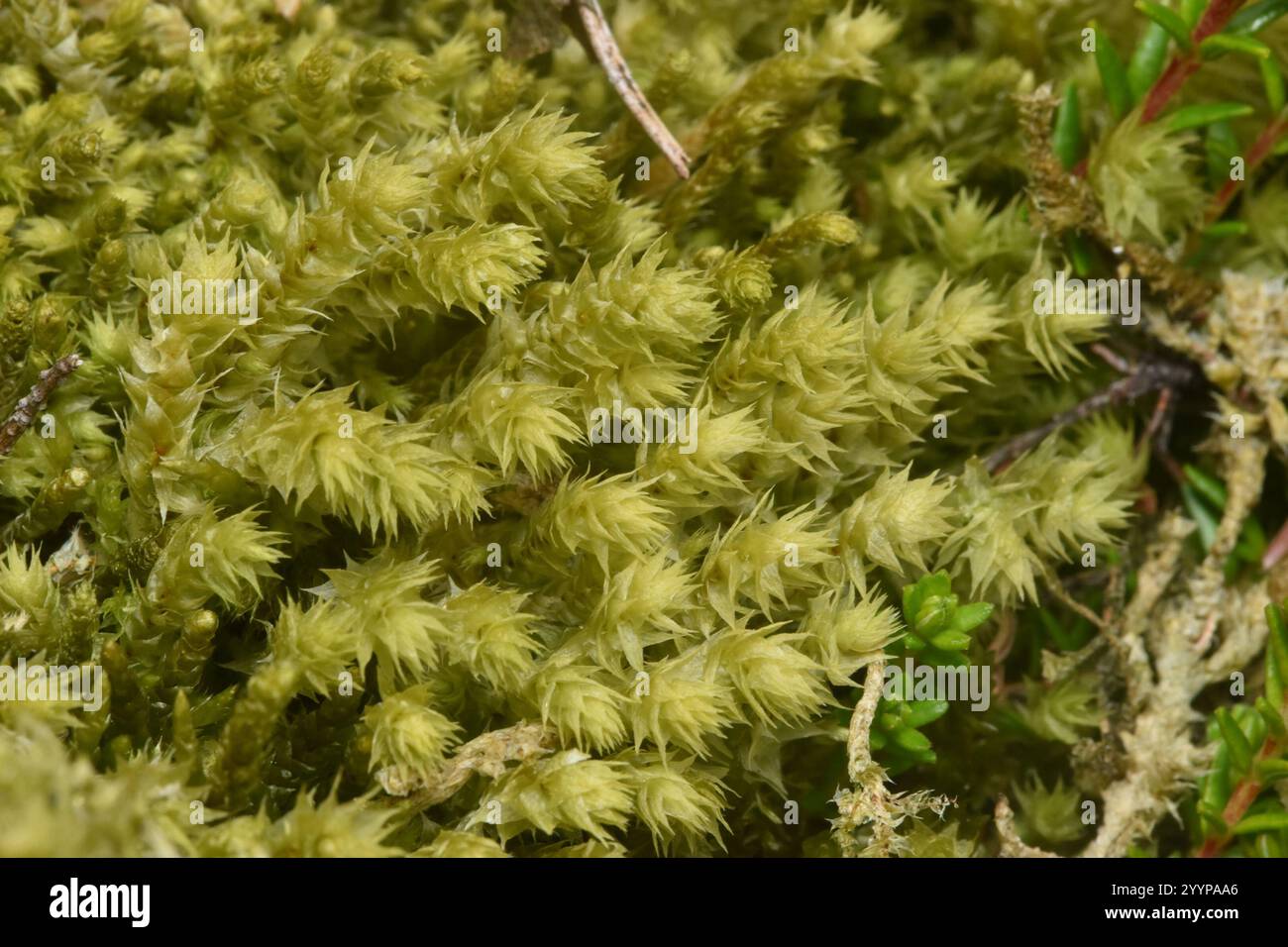 rough goose neck moss (Hylocomiadelphus triquetrus Stock Photo - Alamy