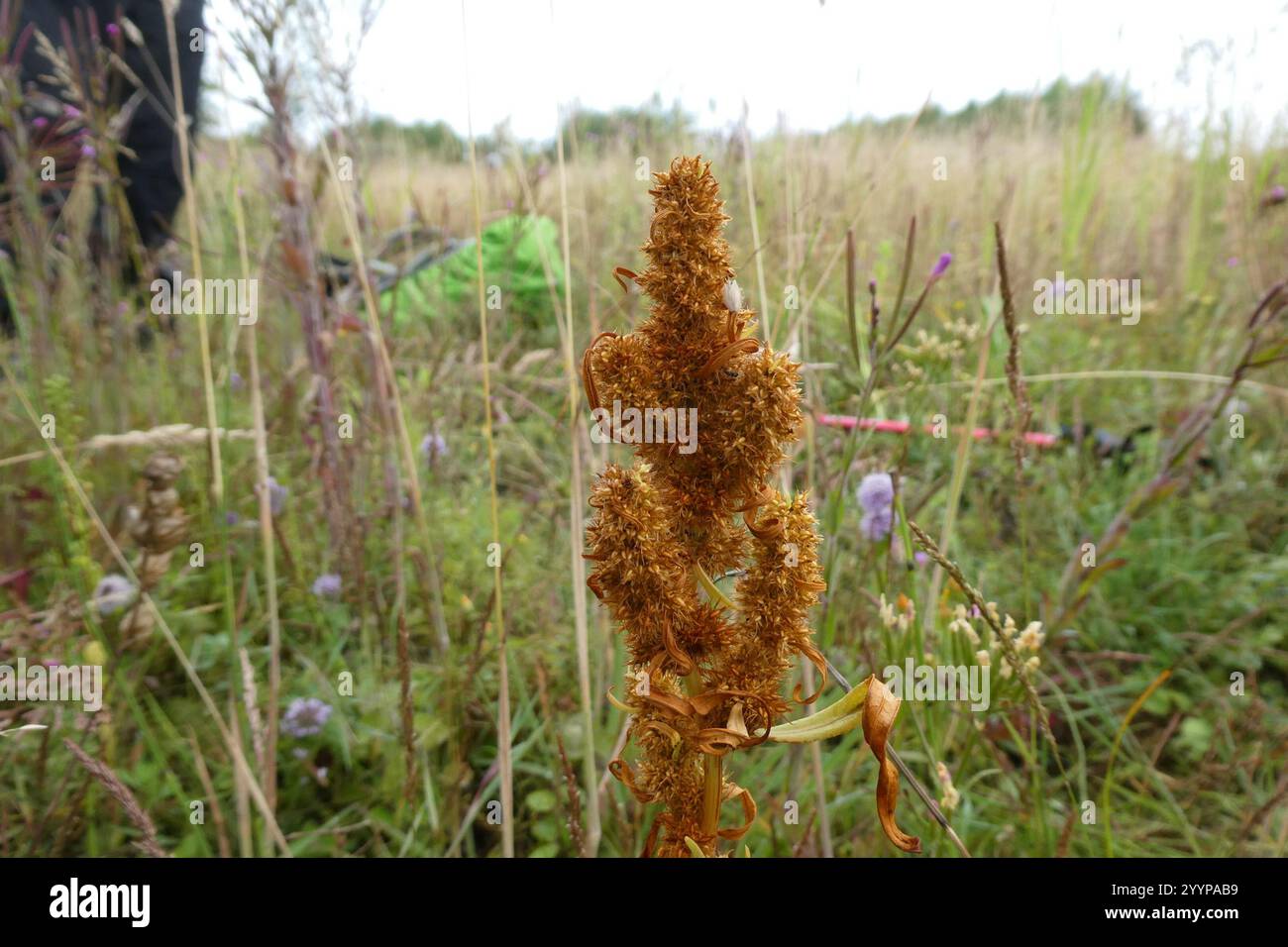 Golden Dock (Rumex maritimus Stock Photo - Alamy
